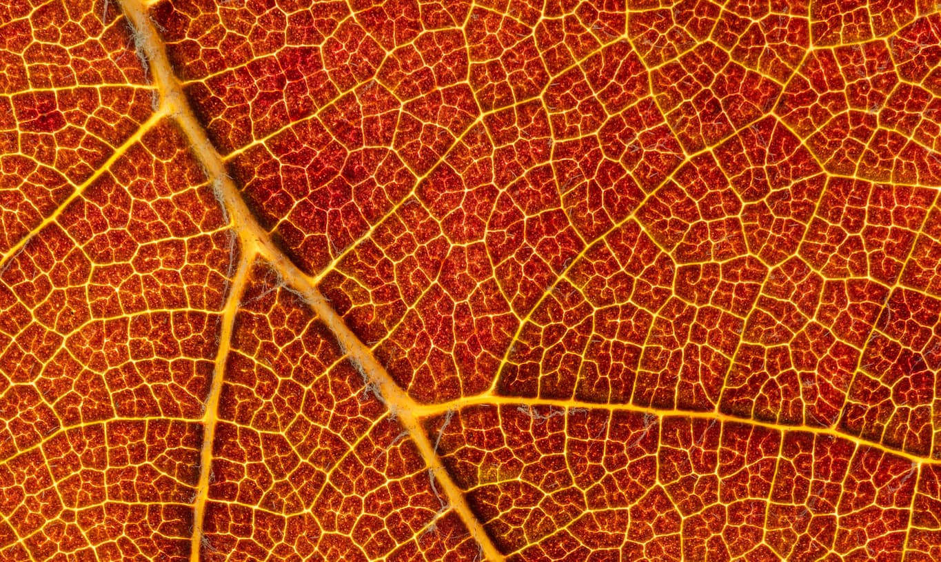 Balancing Structure And Flexibility With Adaptive Governance Pmo Insight Series 3 6 Expert360